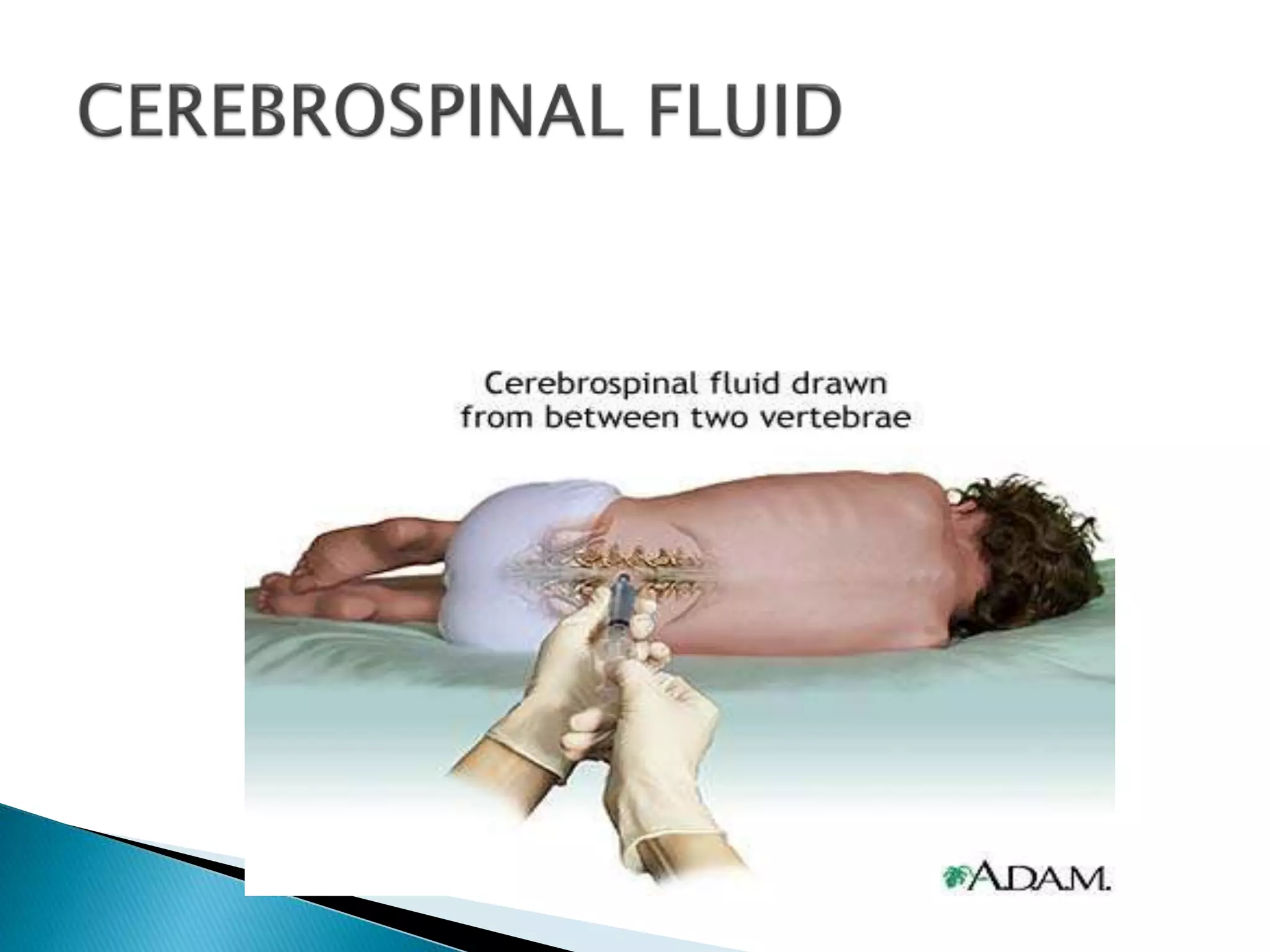 Csf(cerebro spinal fluid) | PPT