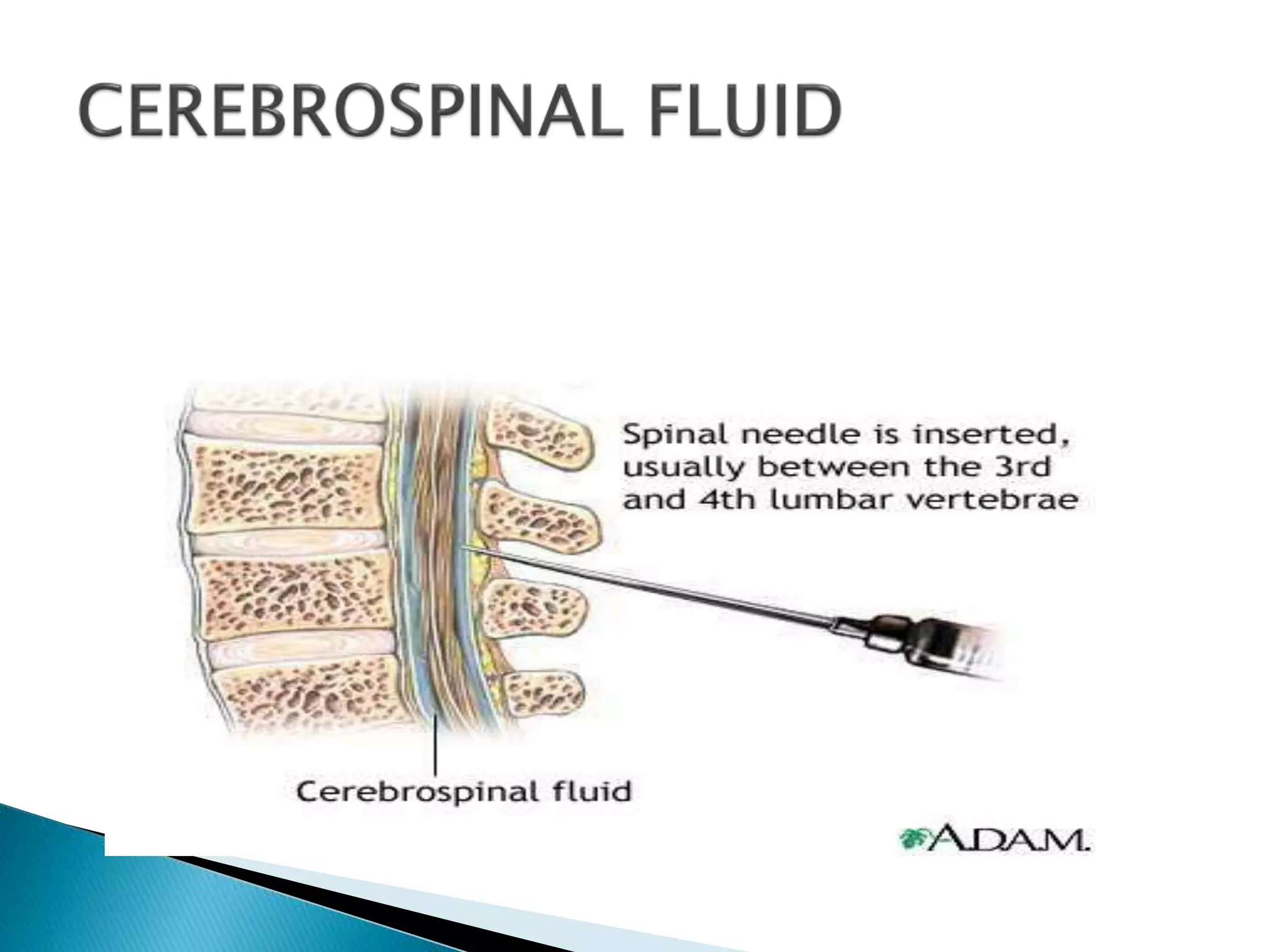 Csf(cerebro spinal fluid) | PPT