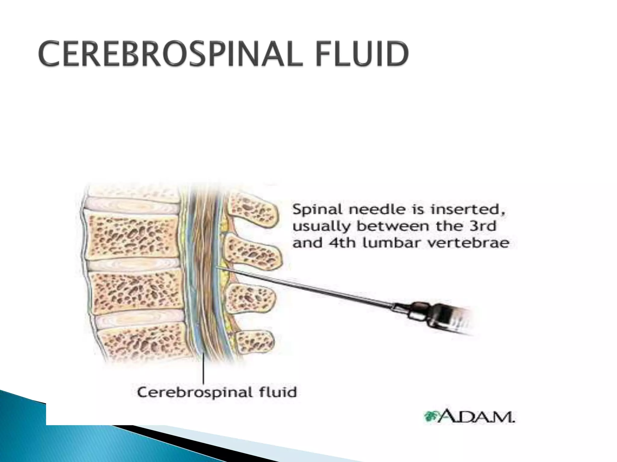 Csf(cerebro spinal fluid) | PPT