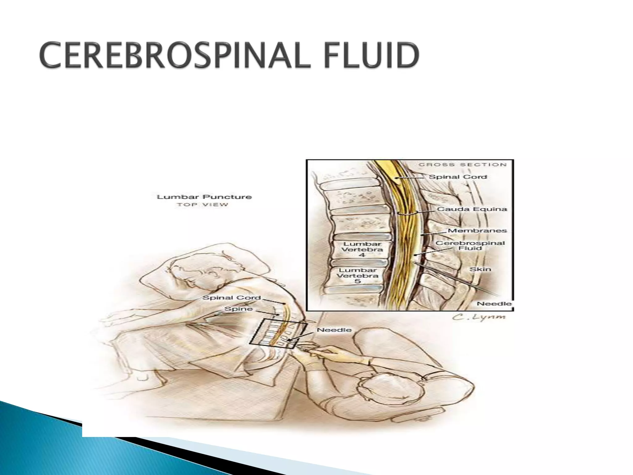 Csf(cerebro spinal fluid) | PPT