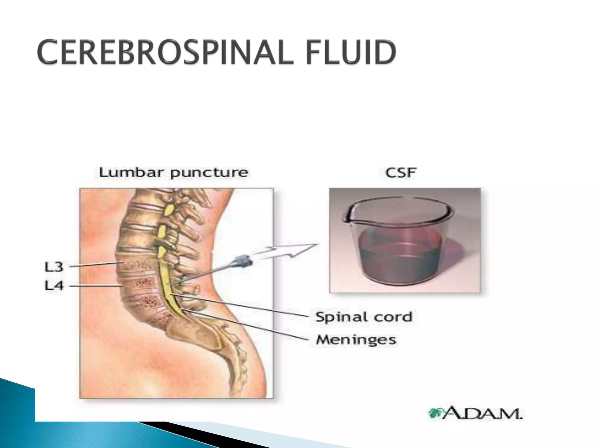 Csf(cerebro spinal fluid) | PPT