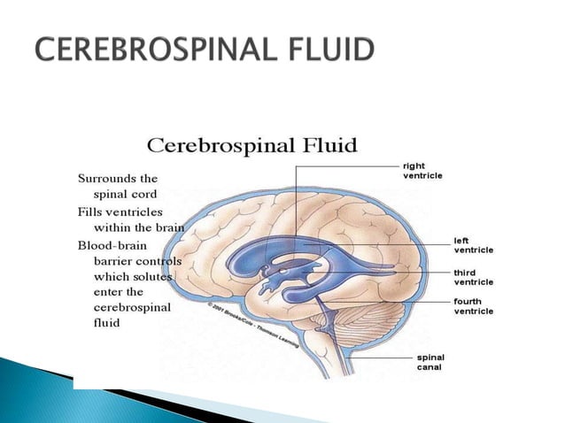 Csf(cerebro spinal fluid) | PPT
