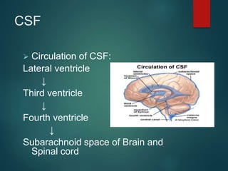 Csf | PPTX