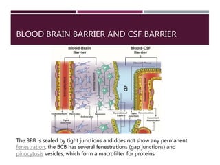 Cerebro Spinal Fluid | PPTX