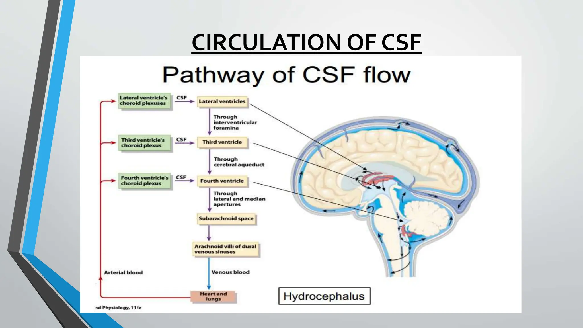 CSF-function, properties, circulation formation.pptx