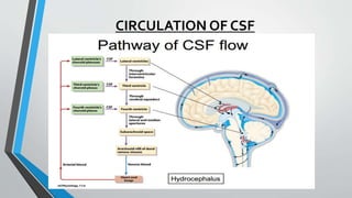 CSF-function, properties, circulation formation.pptx