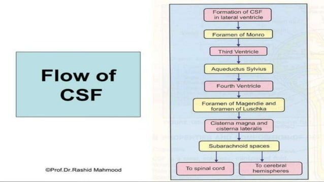 CSF-Pathway all aspect covered (anatomical and physiological) | PPT