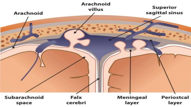CSF-Pathway all aspect covered (anatomical and physiological) | PPT