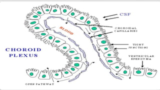 CSF-Pathway all aspect covered (anatomical and physiological) | PPT