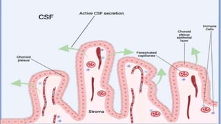 CSF-Pathway all aspect covered (anatomical and physiological) | PPT