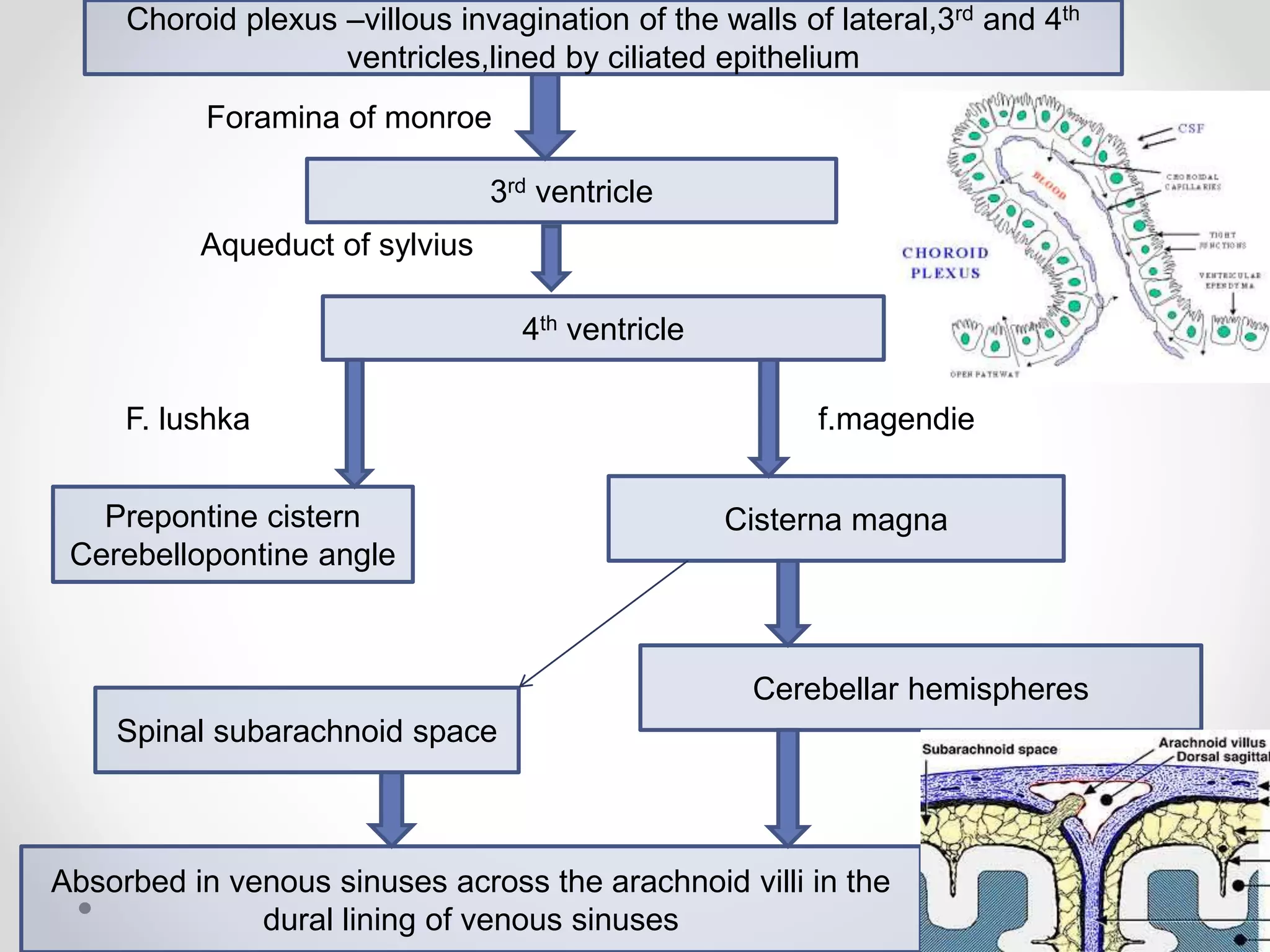 Csf analysis anupaam | PPTX