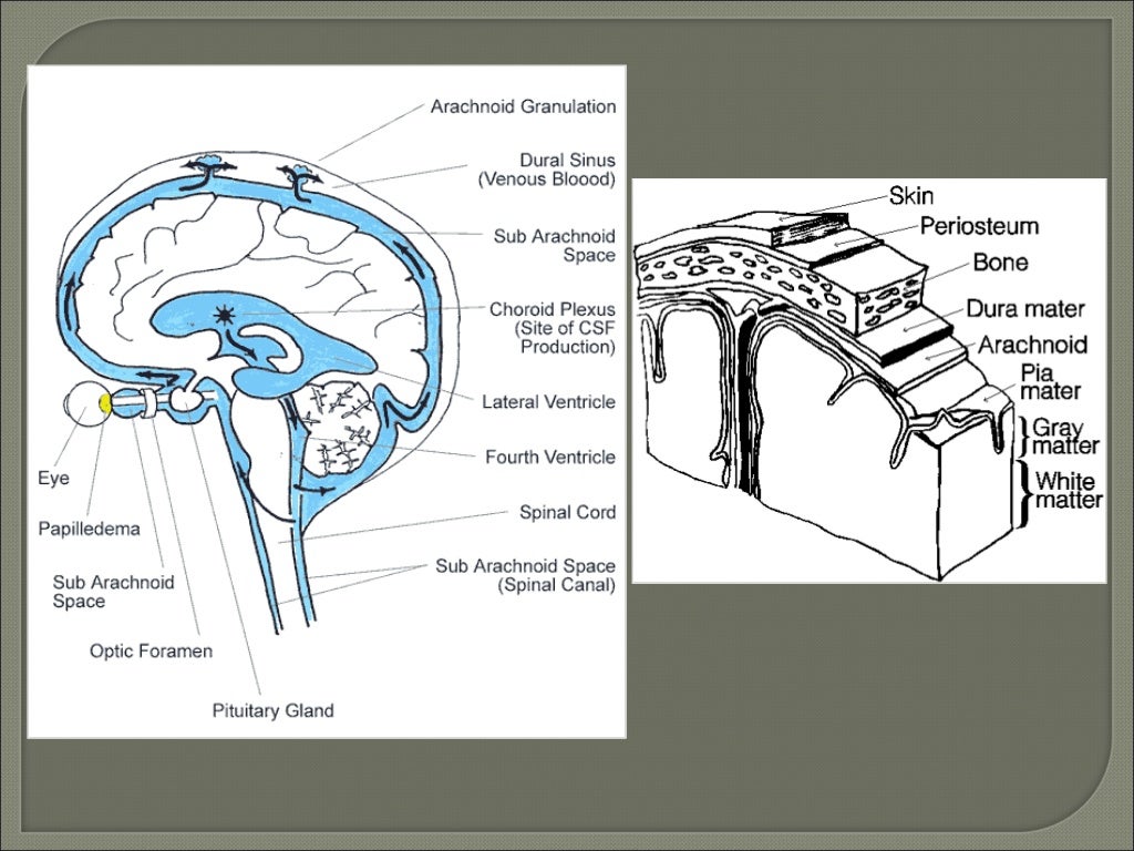 Csf analysis presentation