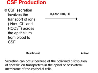 CSF and Cerebral Blood flow.pptx