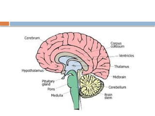 CENTRAL NERVOUS SYSTEM AND ITS COMPONENTSpptx | PPTX