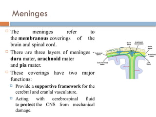 CENTRAL NERVOUS SYSTEM AND ITS COMPONENTSpptx | PPTX