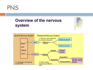 CENTRAL NERVOUS SYSTEM AND ITS COMPONENTSpptx | PPTX