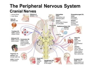 CENTRAL NERVOUS SYSTEM AND ITS COMPONENTSpptx | PPTX
