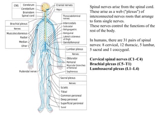 CENTRAL NERVOUS SYSTEM AND ITS COMPONENTSpptx | PPTX