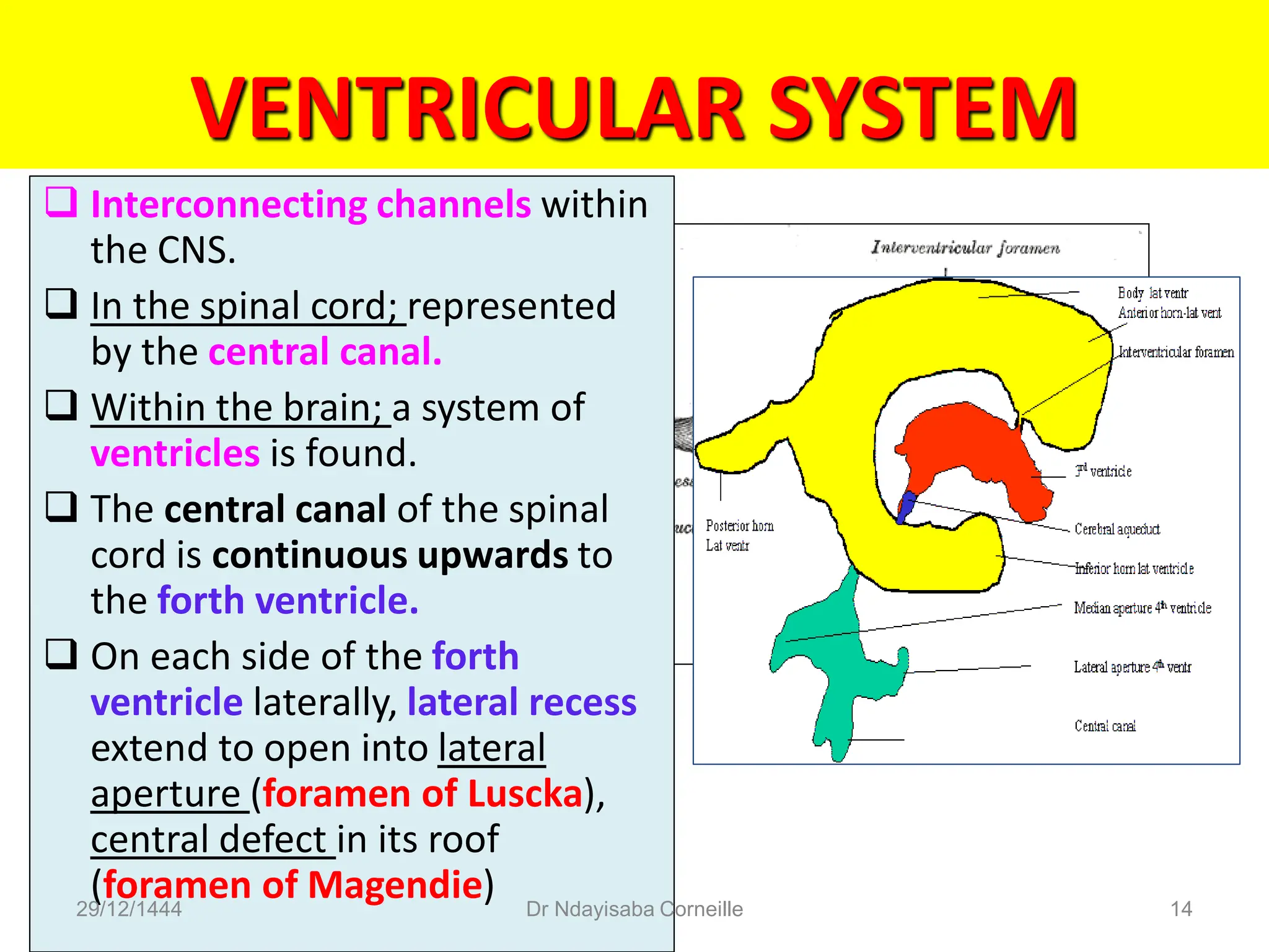 Cerebral Spinal Fluid (csf) AND VENTRICLES | PDF