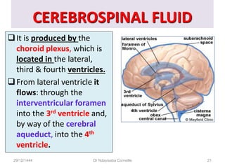 Cerebral Spinal Fluid (csf) AND VENTRICLES | PDF | Death, Injury, or ...