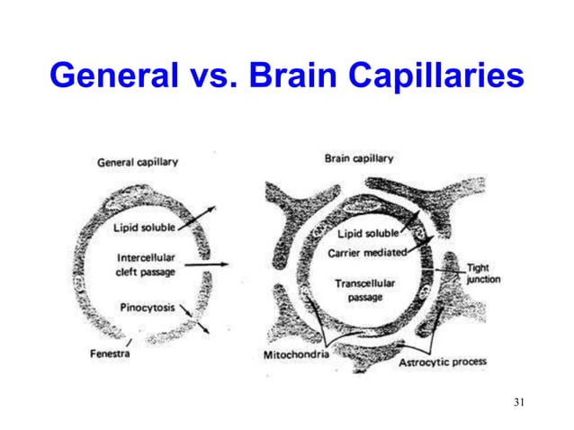 Cerebrospinal Fluid Blood Brain Barrier.ppt | Brain and Nervous System ...