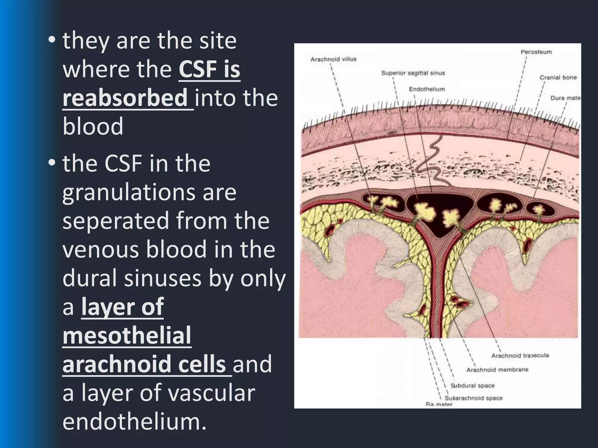Csf circulation | PPTX