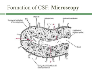 Csf circulation and low csf pressure headaches | PPTX
