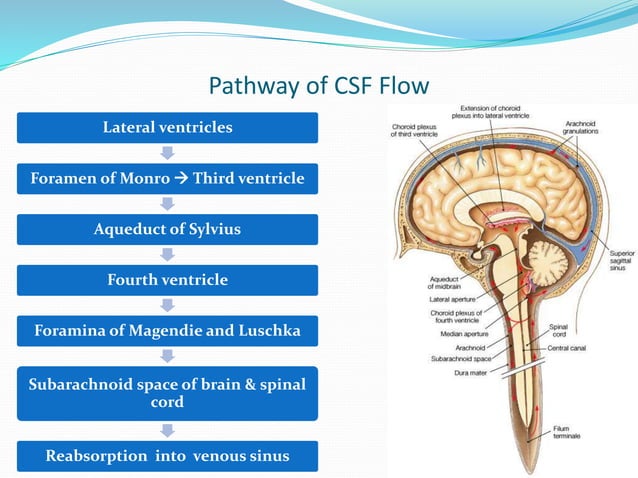 CSF circulation disorders | PPTX