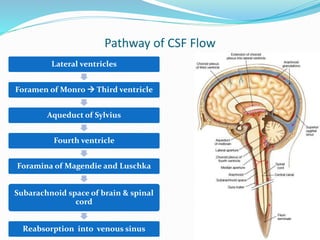 CSF circulation disorders | PPT