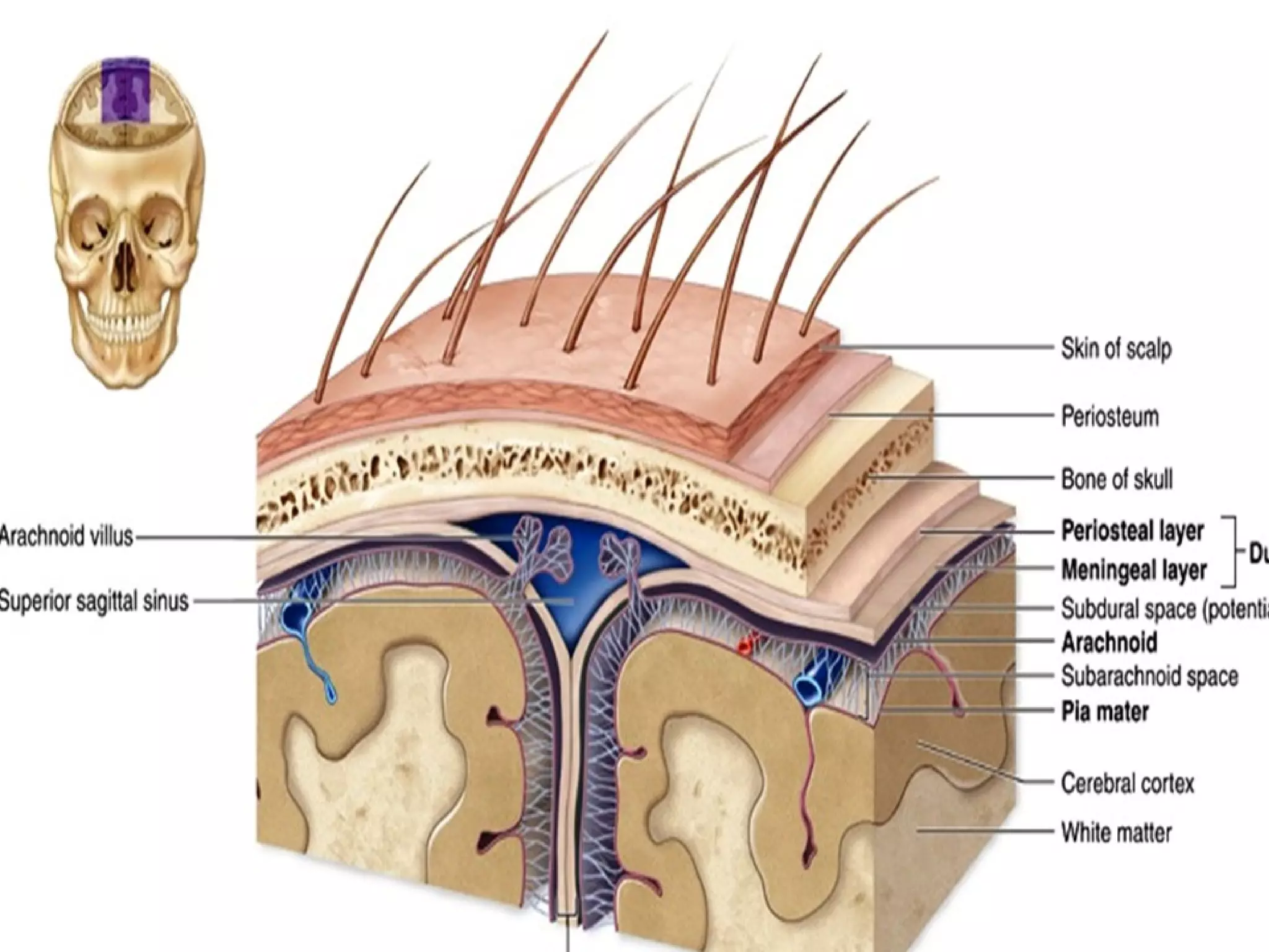 CSF cisterns | PPT