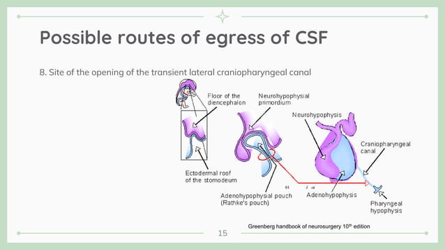 CSF dynamics - neurosurgery related topic | PPTX