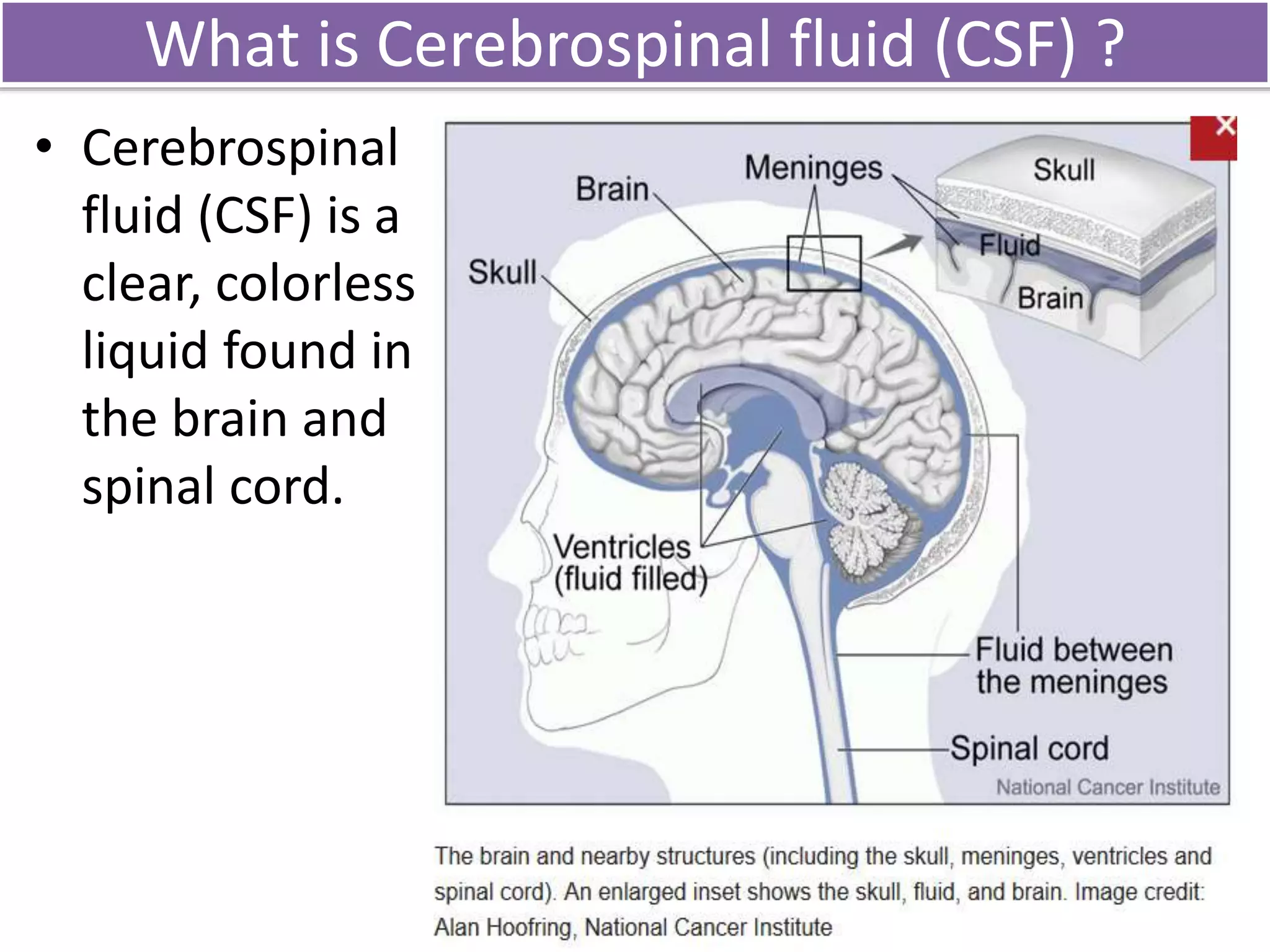 CSF examination | PPTX