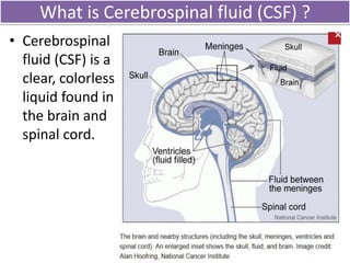 CSF examination | PPTX