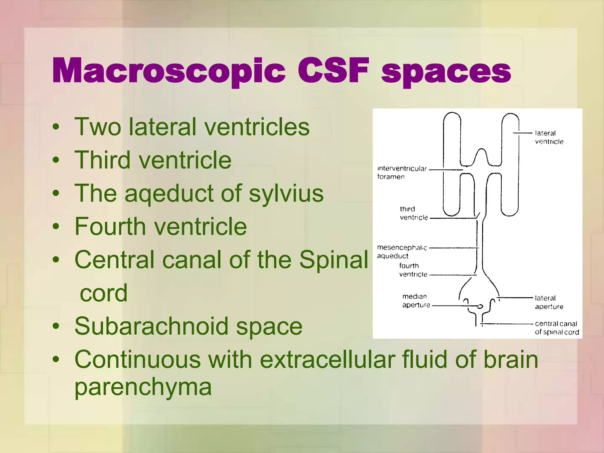 CSF. Anaesthesia | PPT