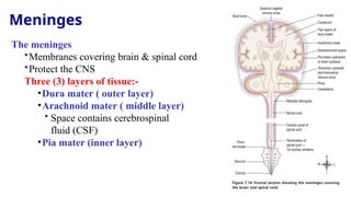 Cerebrospinal Fluid formation and circulation.pptx