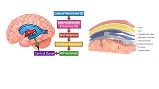 Cerebrospinal Fluid formation and circulation.pptx