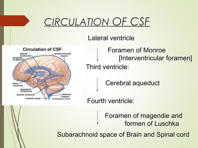 CSF Examination | PPT | Blood Disorders | Diseases and Conditions