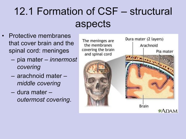 Cerebrospinal fluid,CSF collection, composition | PDF