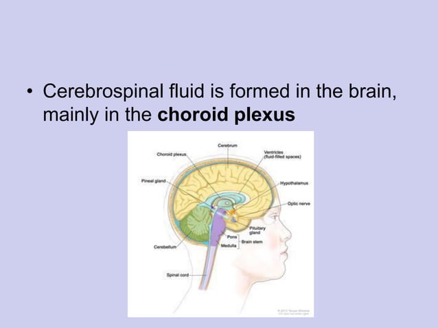Cerebrospinal fluid,CSF collection, composition | PDF