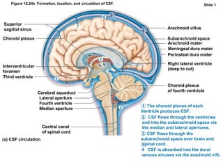 Cerebrospinal fluid and blood brain barrier | PPTX