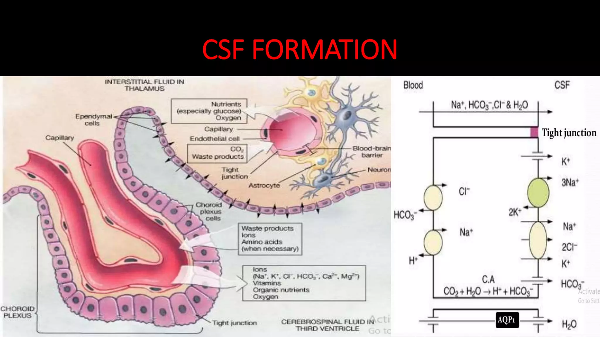 Csf pathway and hydrocephalus | PPTX