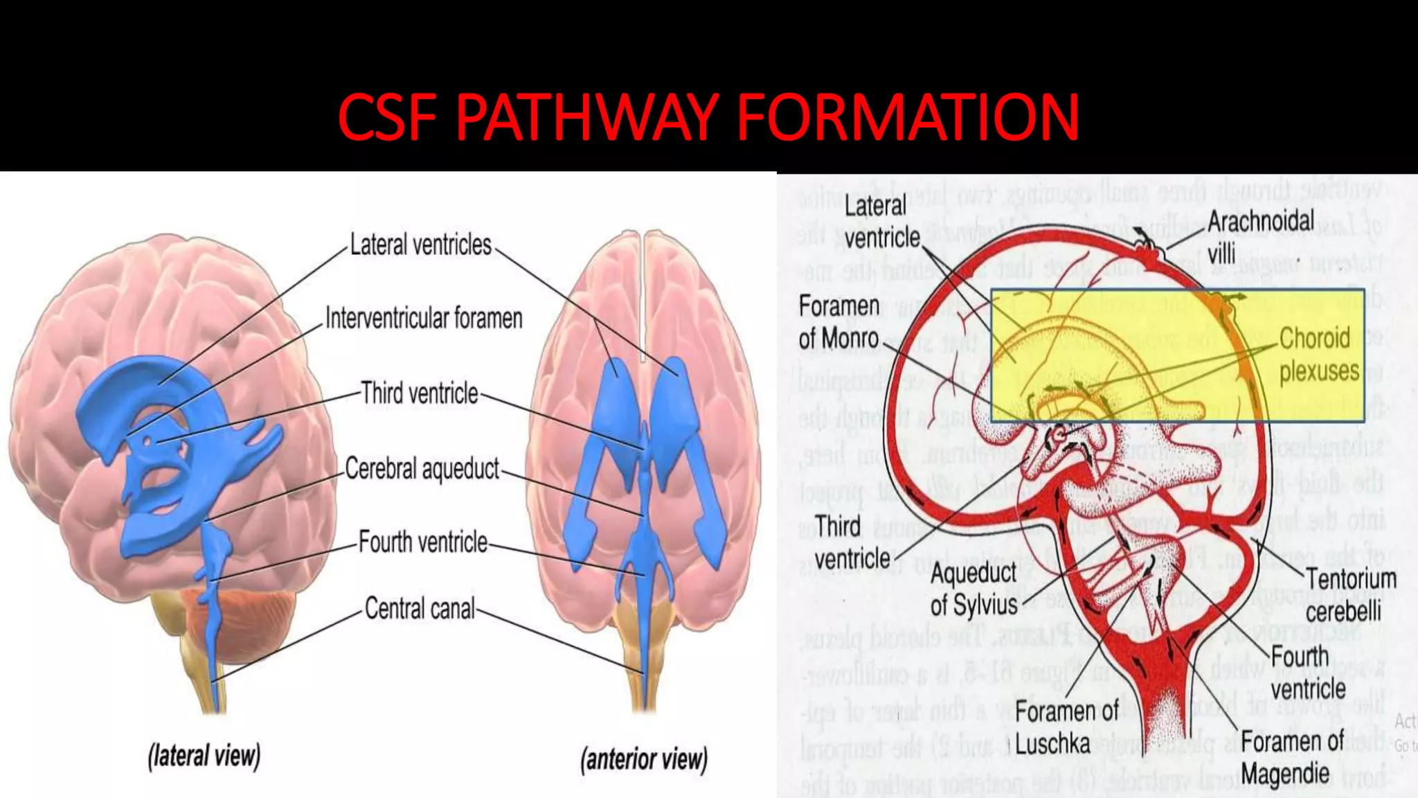 Csf pathway and hydrocephalus | PPTX