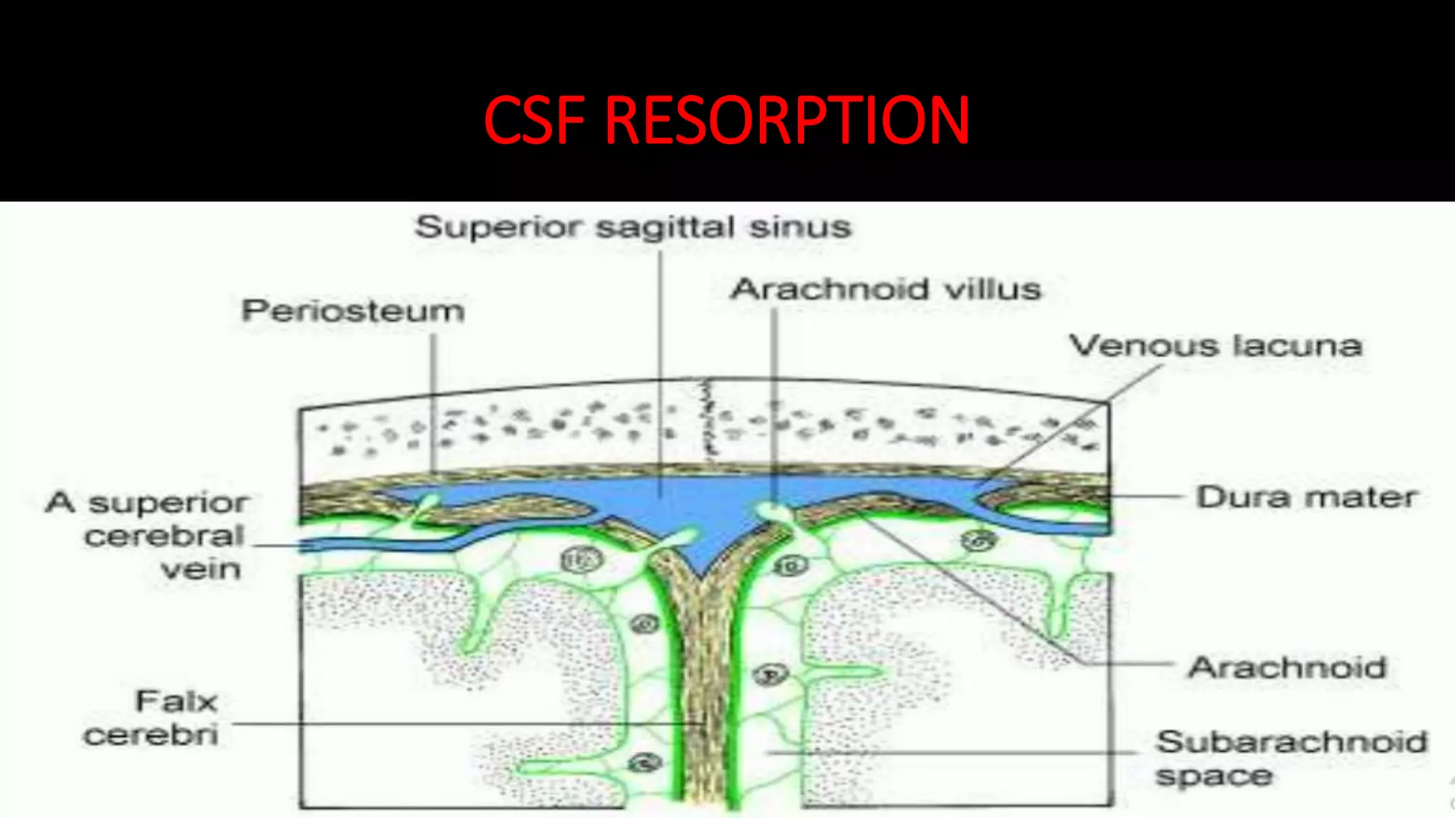 Csf pathway and hydrocephalus | PPTX