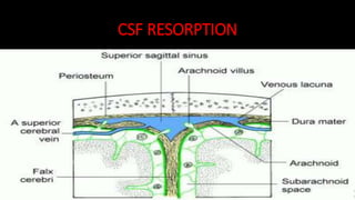 Csf pathway and hydrocephalus | PPTX