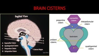 Csf pathway and hydrocephalus | PPTX