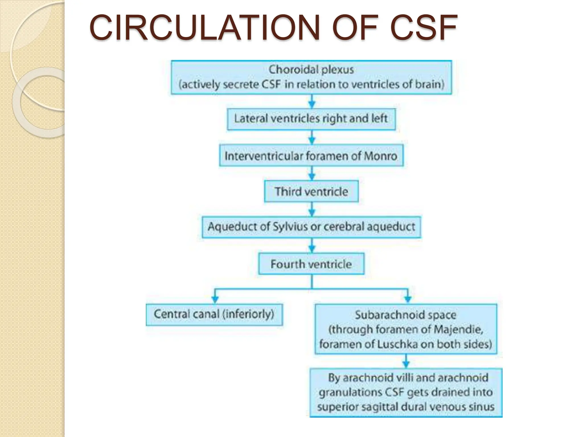 C S F PHYSIOLOGY AND CIRCULATION.pptx