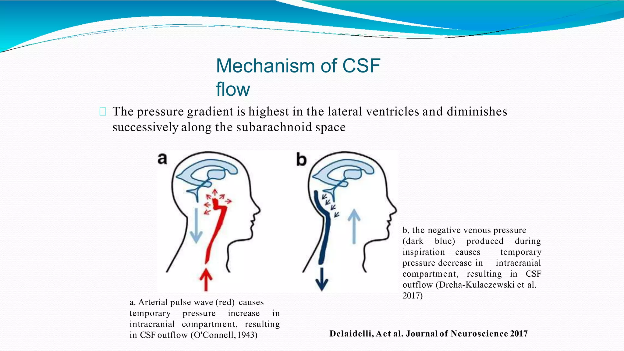 CSF Production, Dynamics and Physiology | PPTX