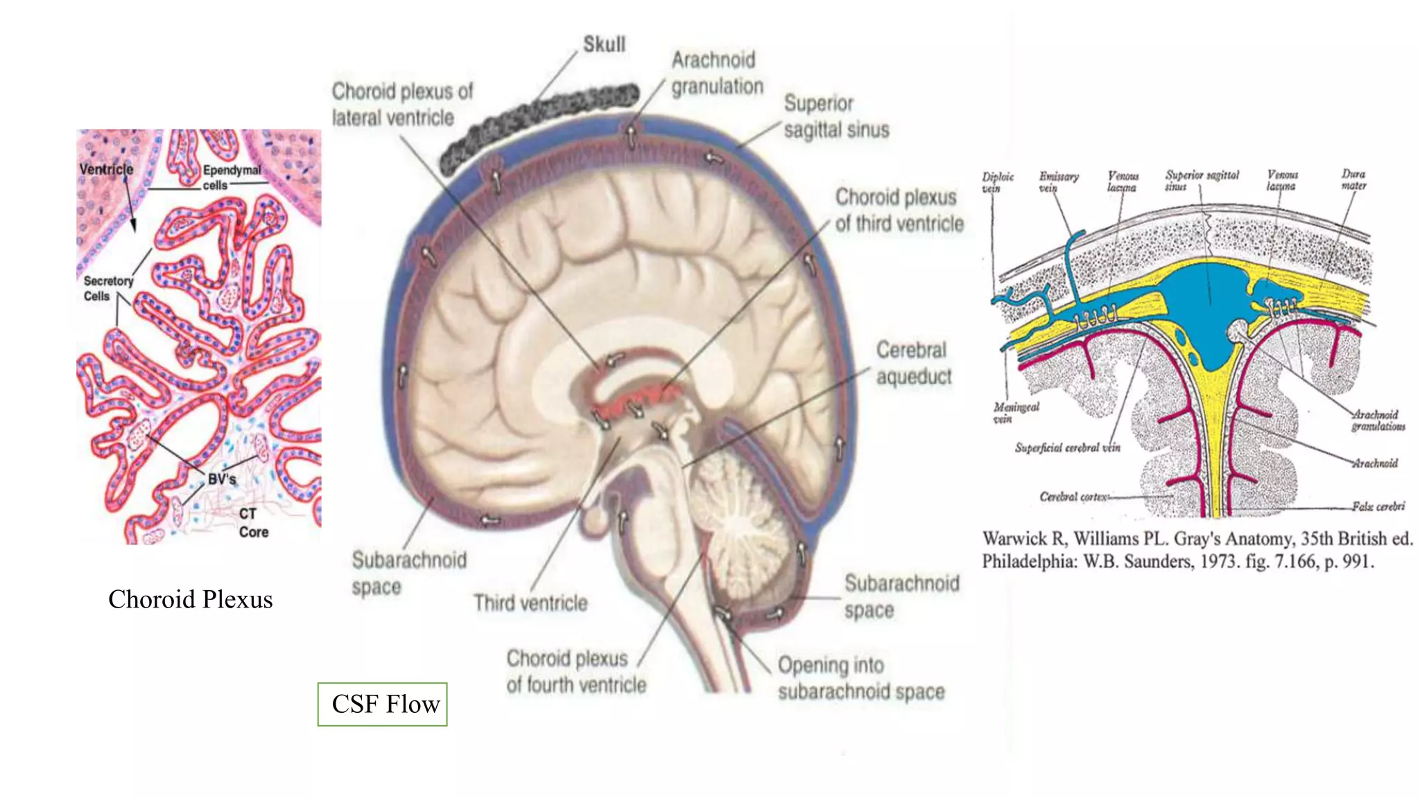 CSF Production, Dynamics and Physiology | PPTX