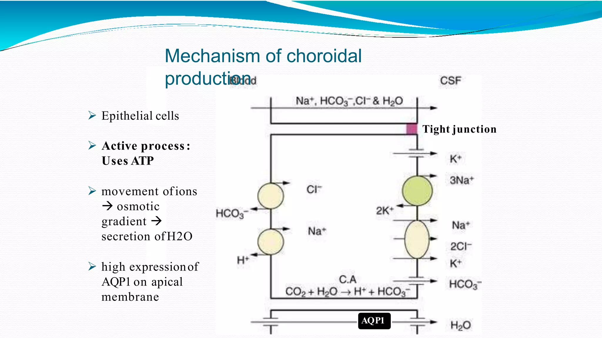 CSF Production, Dynamics and Physiology | PPTX
