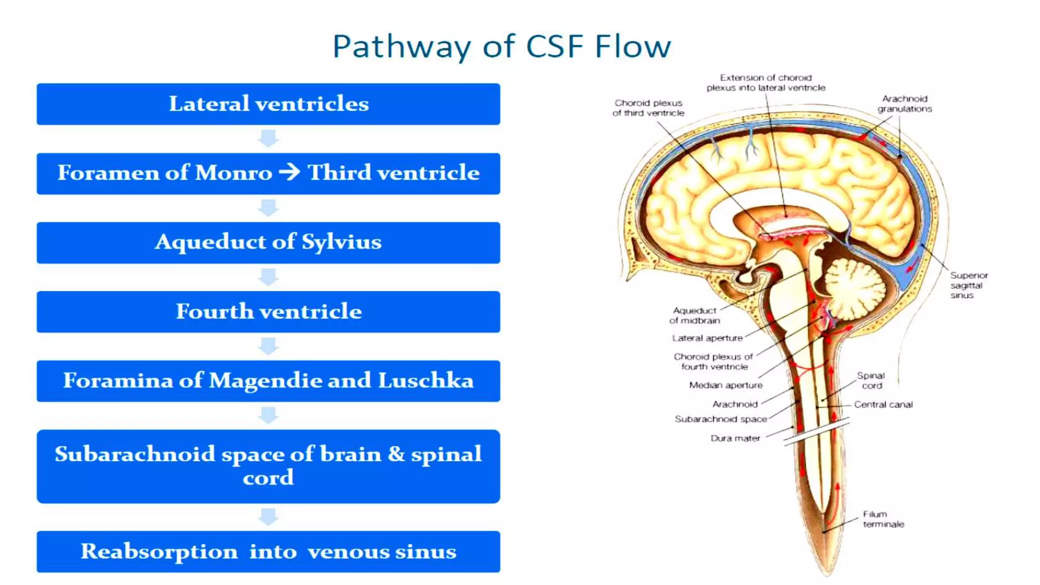 CSF Production, Dynamics and Physiology | PPTX